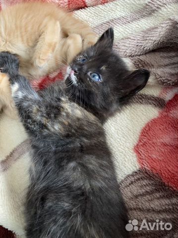 Пёстрая кошечка