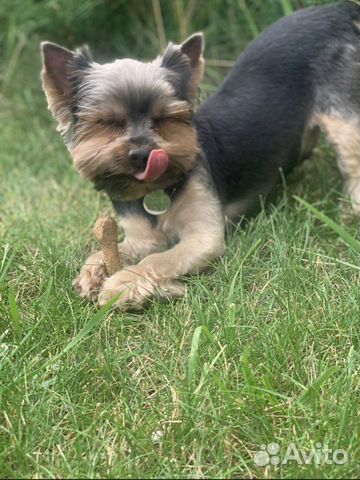 Ищу девочку для моего Йоркширского терьера