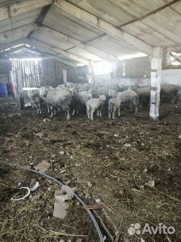 Продаю Фермерское хозяйство