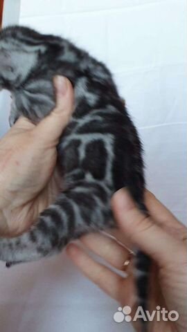 Кошкие котята