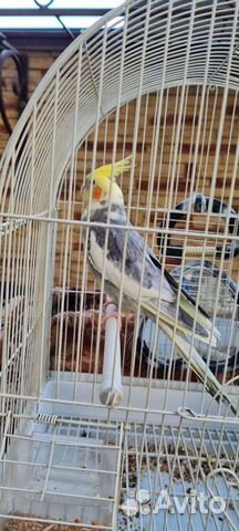 Попугай Корелла