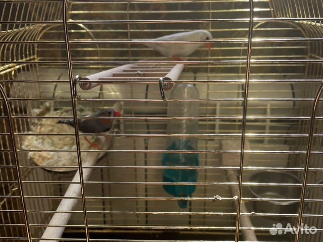 Зебровые амадины