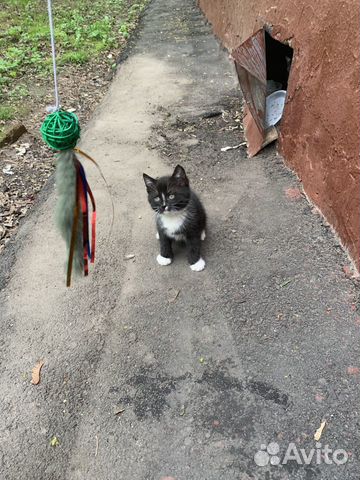Черный котенок/ полосатый котенок котята