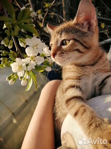 Маленький ласковый котище