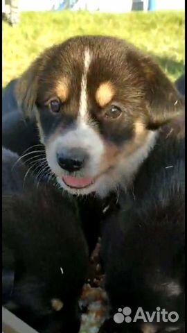 Щенки 1,5 месяца с доставкой