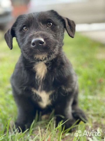 Щенок миттельшнауцера