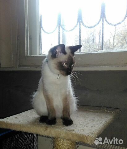 Котята Той-боб