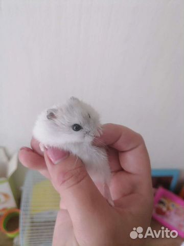 Джунгарские хомяки