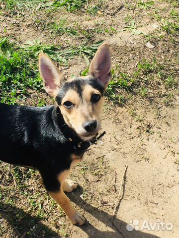 Тойтерьер метиз