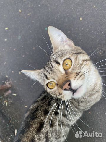 Кошка 5 месяцев