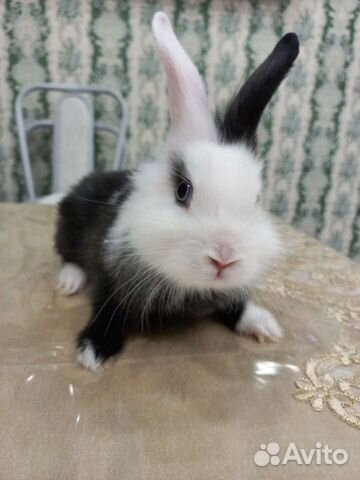 Декоративные кролики