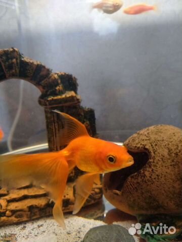 Аквариум и рыбки