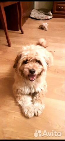 Персиковая кроха в дар