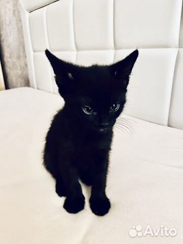 Бомбейский котенок