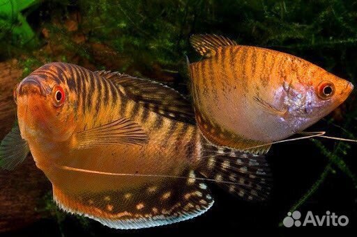 Гурами солнечный