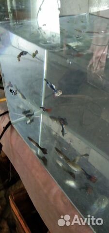 Гуппи джамбо