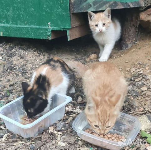 Котятки в опасности на стройке, 2 мес