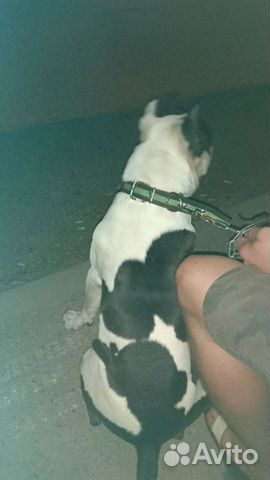 Вязка стаффордширский терьер