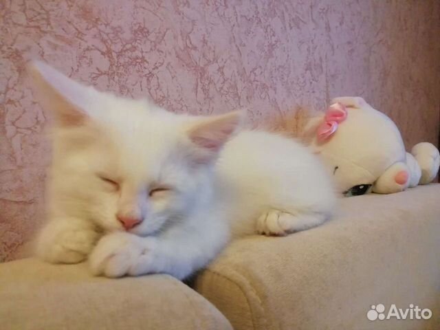 Котята