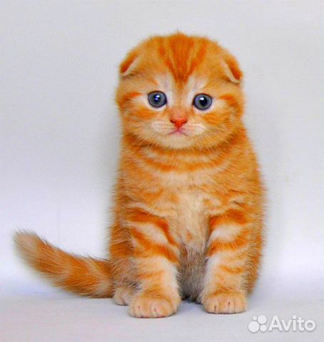 Скоттиш фолды рыжие вислоухие,есть голубые