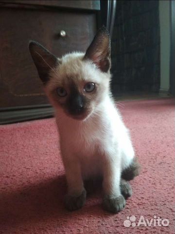 Меконгский бобтейл