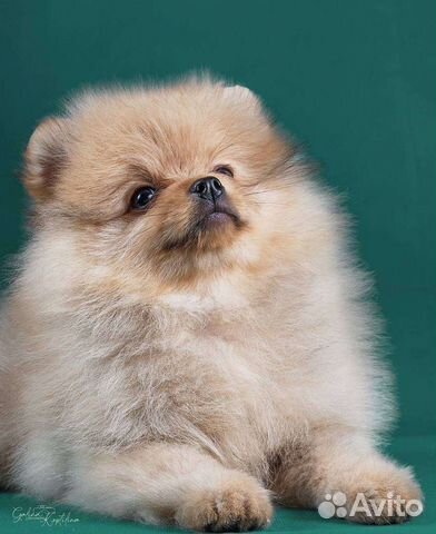 Щенки шпица