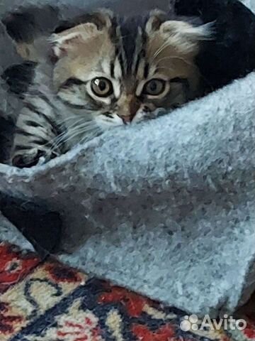 Хороший умный котёночек