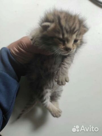 Котята алк