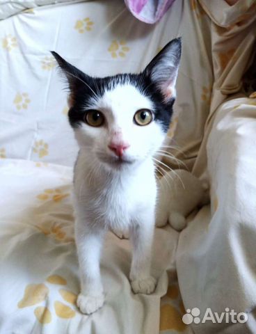 Котёнок, котята в добрые руки, малыш Барон