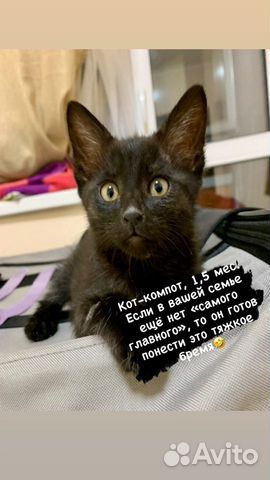 Котенок Компотик