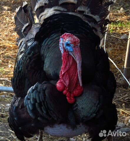 Роскошный индюк на племя