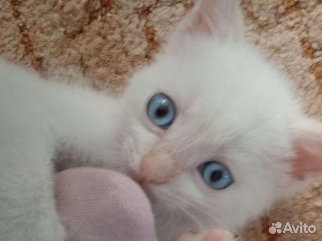 Котик-Снежок