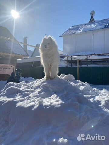 Продам самоеда, 1,5 года, мальчик, документы