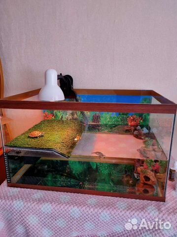 Террариум с черепашками