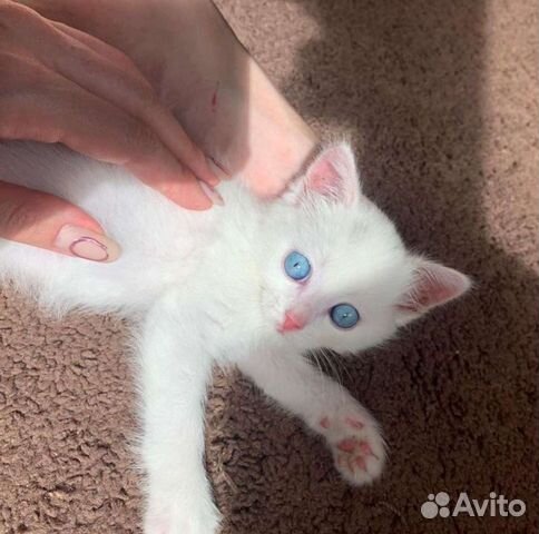 Очень красивый котёнок в добрые руки