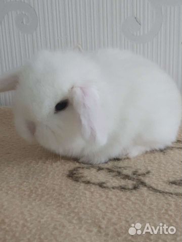 Элитные кролики красавцы