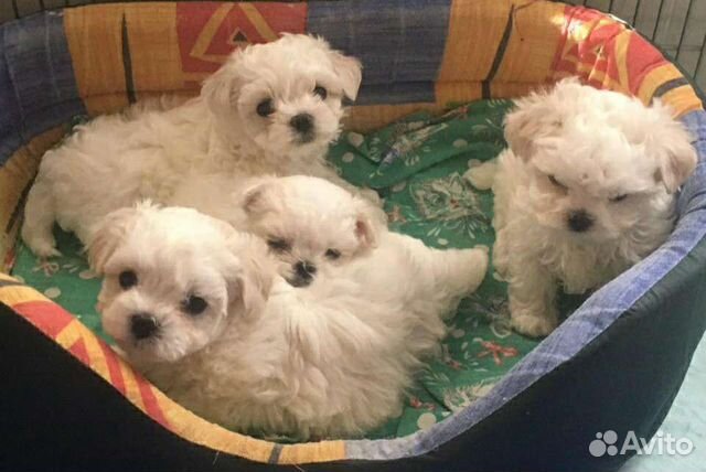 Мальтезики 3 мальчика мини и стандарт