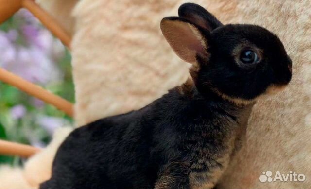 Карликовые крольчата Рексы