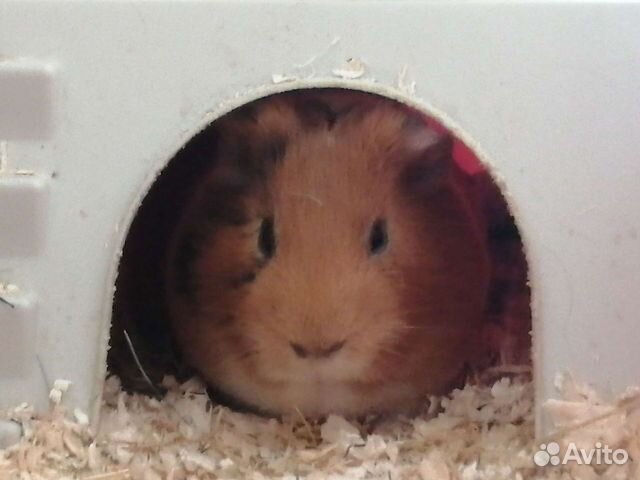 Вязка морских свинок