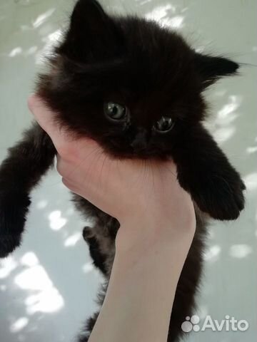 Продаётся котёнок мальчик