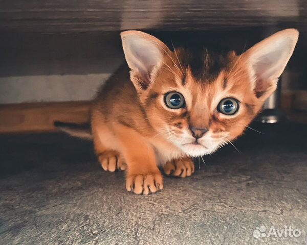 Абиссинский котёнок