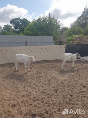 Телки породы Голубая Бельгийская