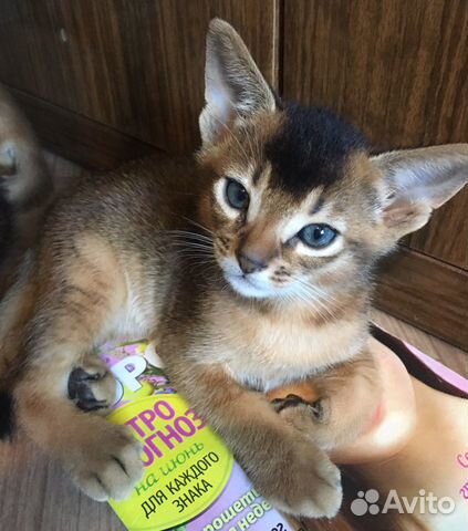 Абиссинские котята