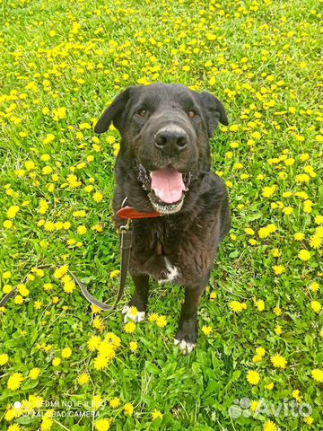 Прекрасный пес из приюта