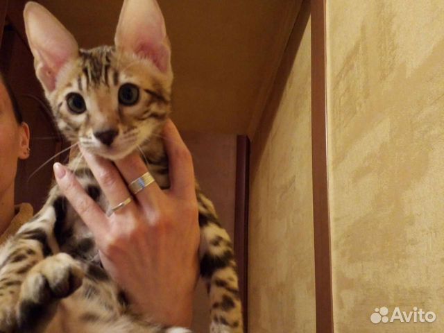 Бенгальская кошка