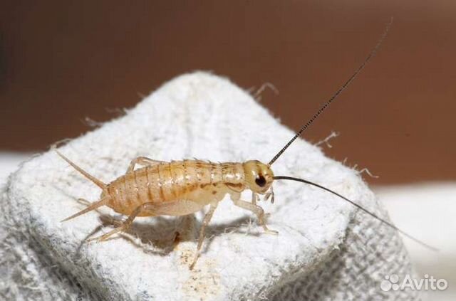 Сверчки кормовые