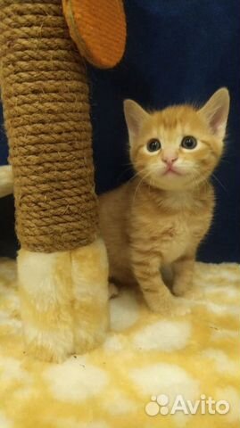 Курильский бобтейл котята