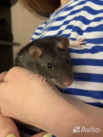 Крыса с клеткой