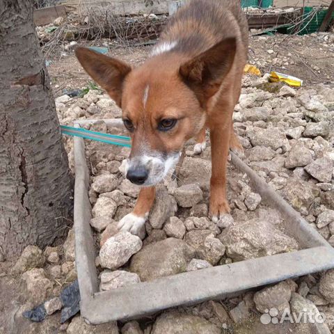 Собака в добрые руки