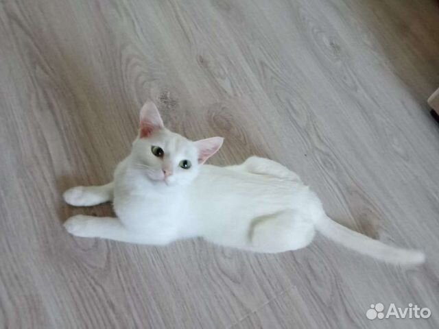 Котёнок-подросток в хорошие руки